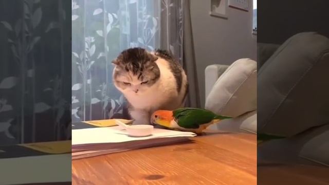 Как кот и попугай подрались из-за миски 🤪🤣