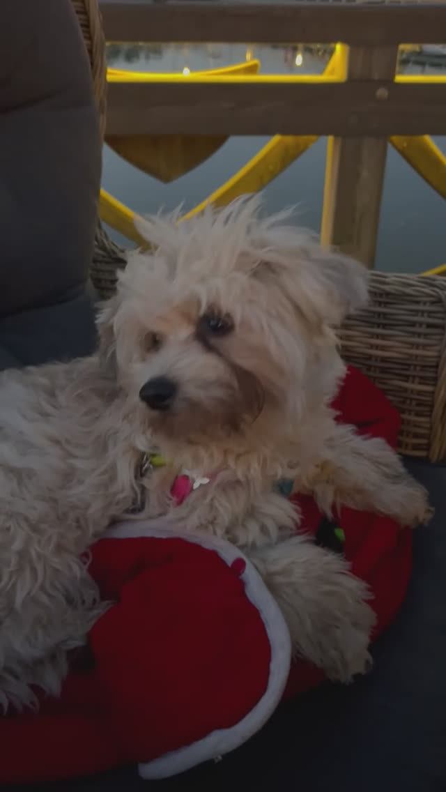 Тоби. Вечер у пруда #shorts