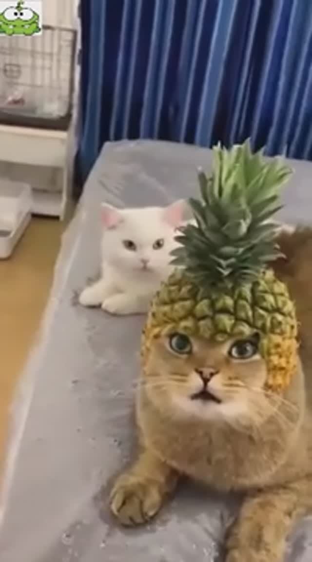 СБОРНИК СМЕШНЫХ ВИДЕО С КОТИКАМИ ДЛЯ НАСТРОЕНИЯ🤣🤣🤣