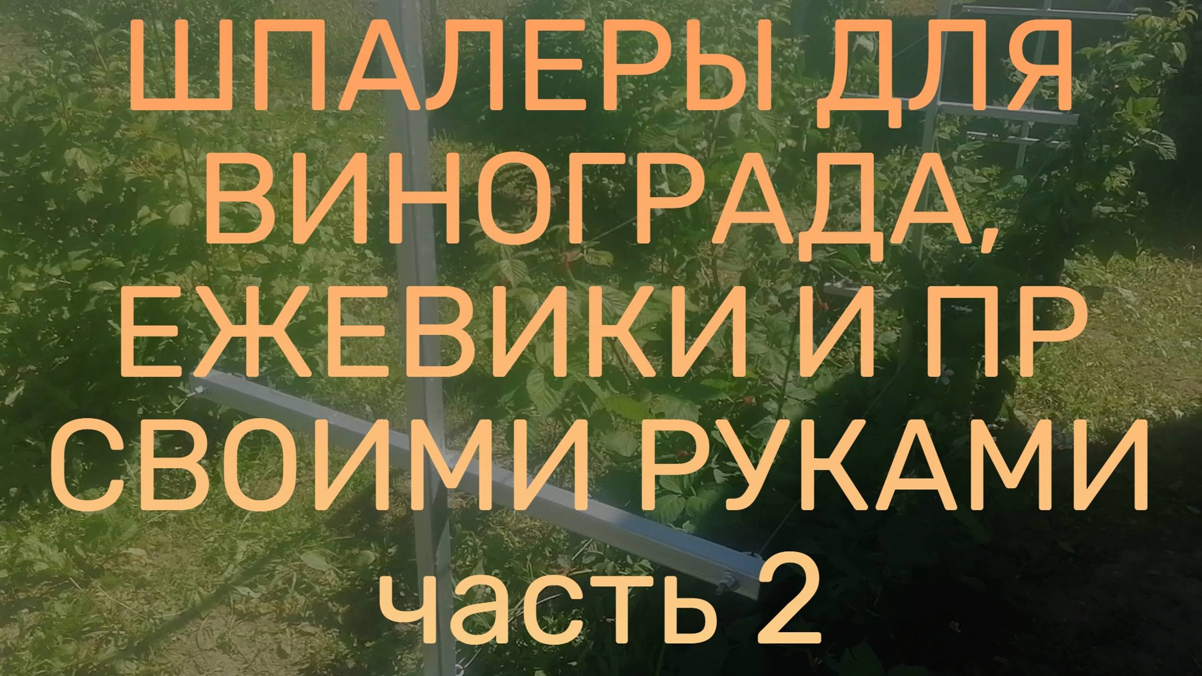 Недорогие шпалеры для винограда, ежевики и малины своими руками.  Часть 2