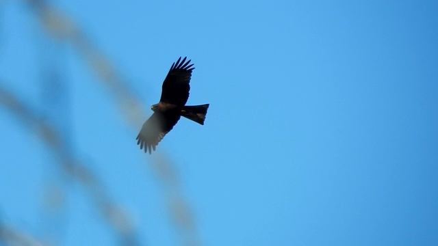 Коршун чёрный 0