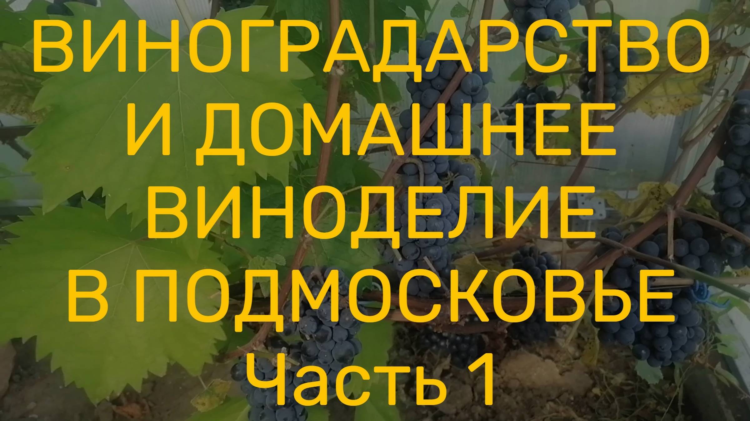 Начинаю сбор винограда на вино. Сахаронакопление винограда «Кристалл» до 25 Brix.