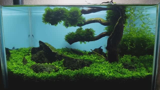 Дзен. Аквариум 3 литра.