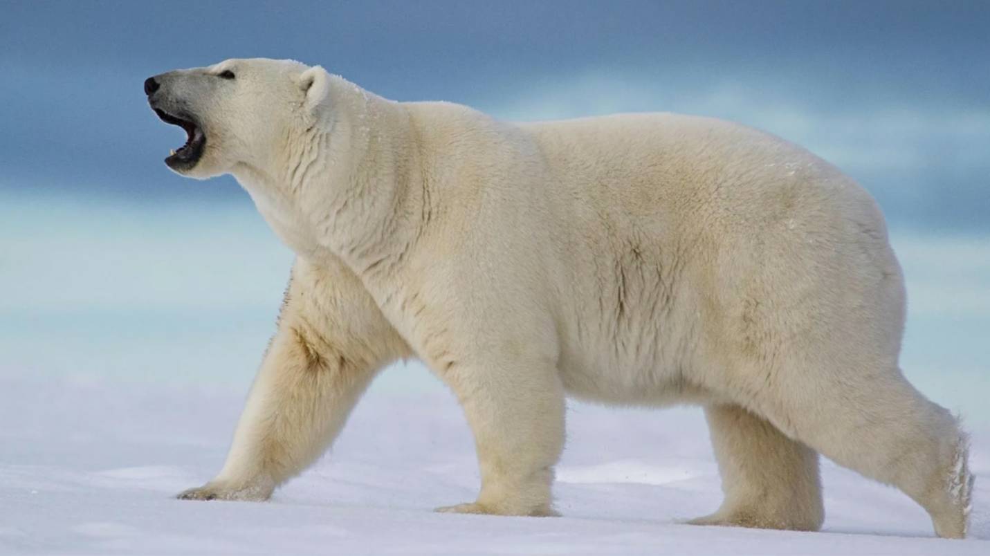 Белые медведи: жизнь в зоопарке и в дикой природе.