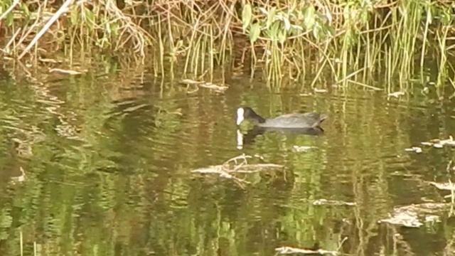 Лысуха пастушковые