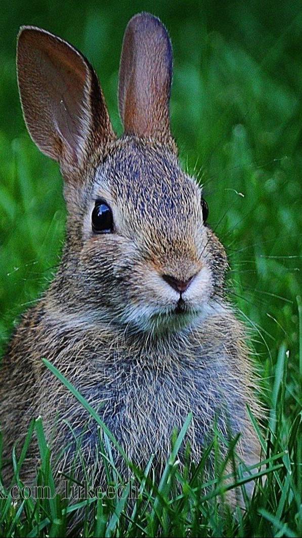 Встретили дикого зайца в глухом лесу .
