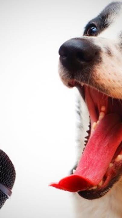 Взрослые люди , а всё туда же )))) ( Пёс мой )