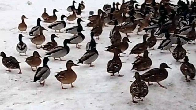 2025.01.Тёплая зима (много уток).