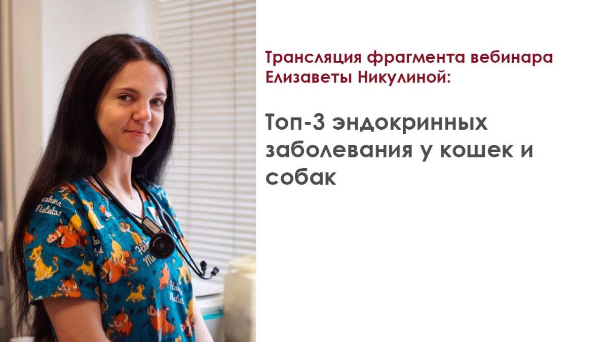 Трансляция фрагмента вебинара  Елизаветы Никулиной:Топ-3 эндокринных заболевания у кошек и собак