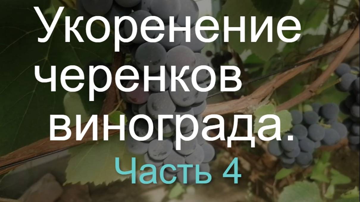 До шестидесяти (!) корешков на саженце спустя 3 недели! Состав грунта для пересадки.
