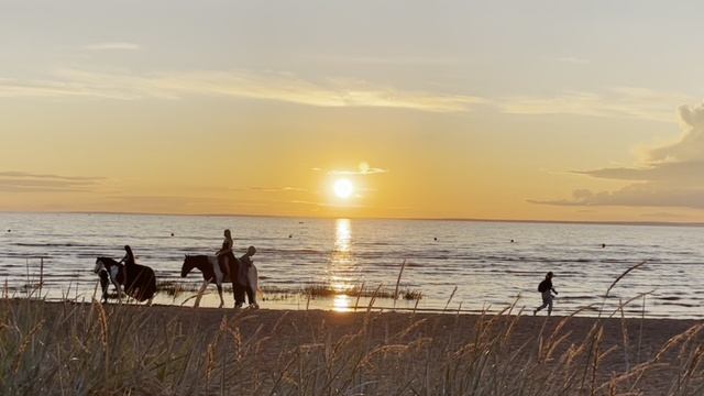 Девушки на лошадях, красивое видео на фоне заката на пляже V2