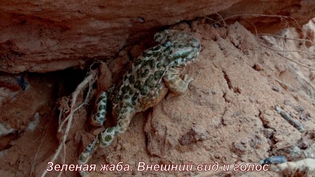 4. Зеленая жаба