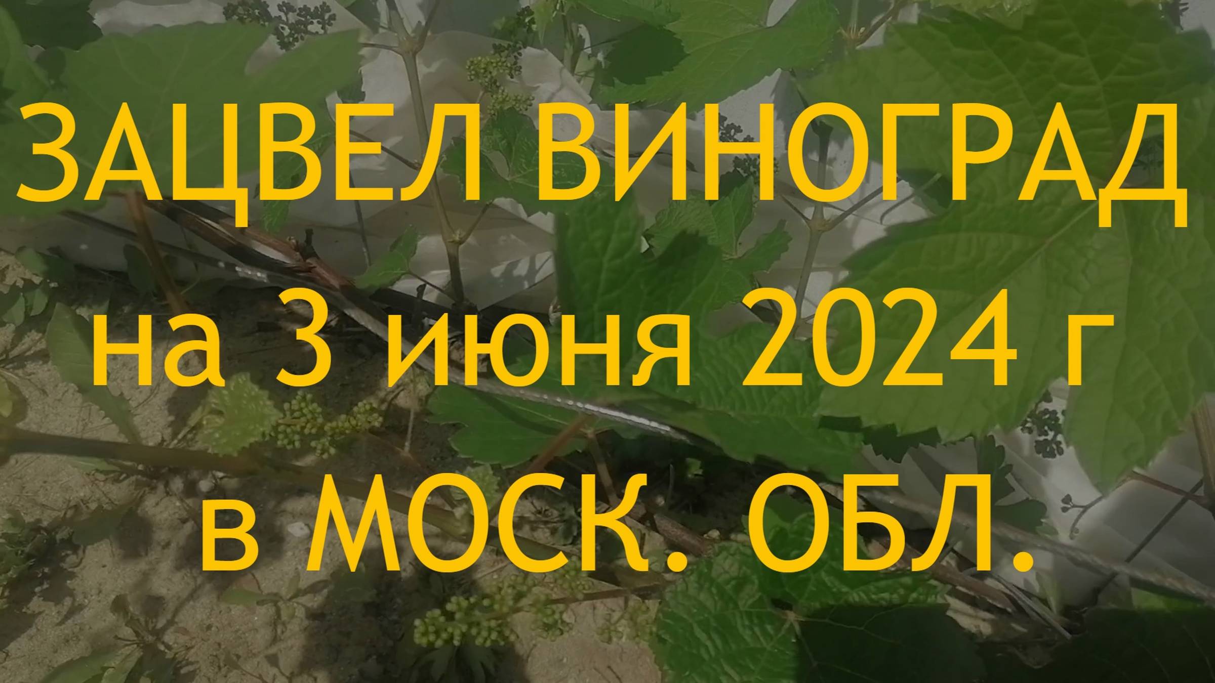 Зацвел саженец винограда на подоконнике в горшочке!