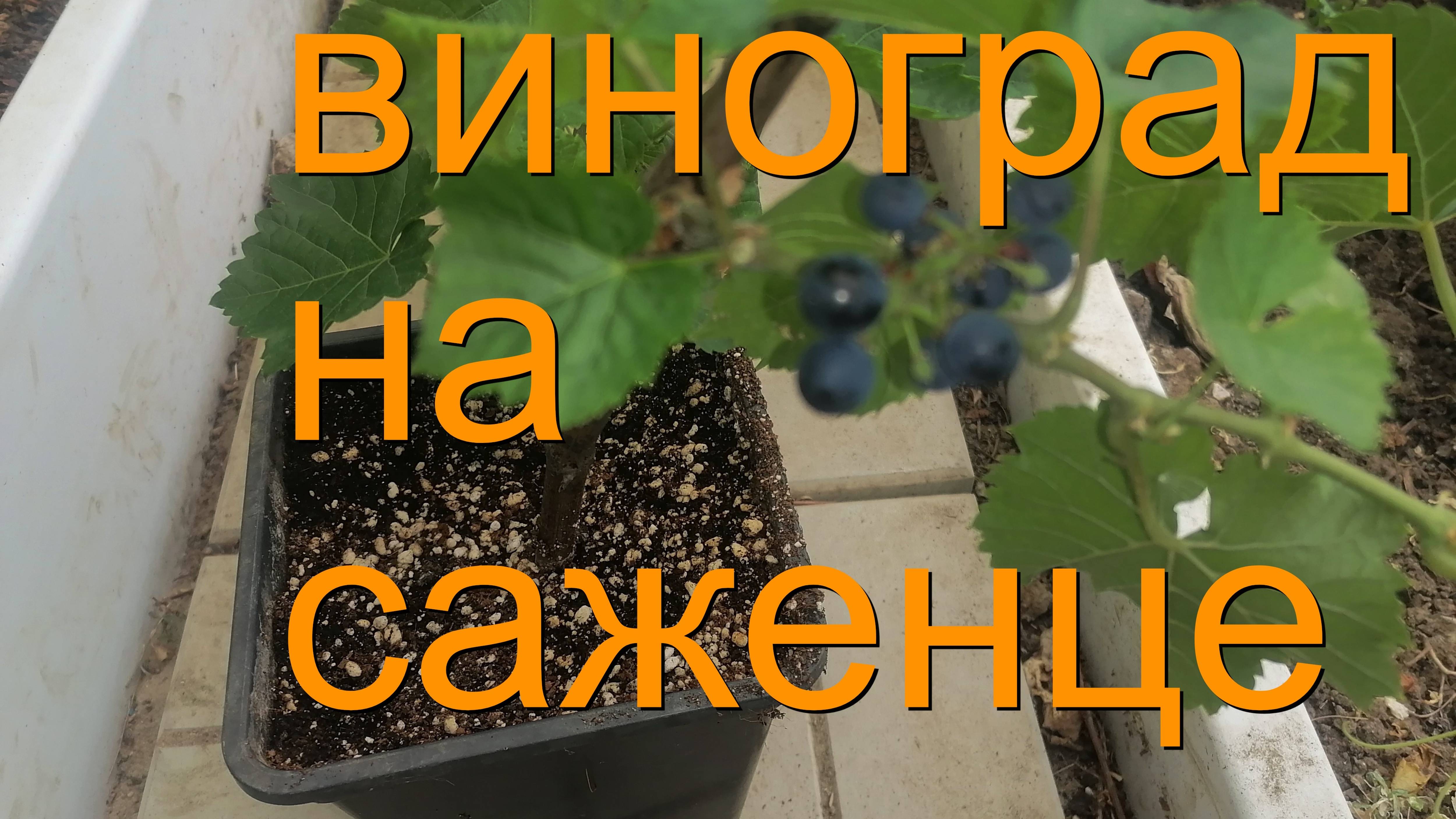 Сигнальная гроздь на саженце винограда в первый год вегетации! Сорт Леон Мийо.