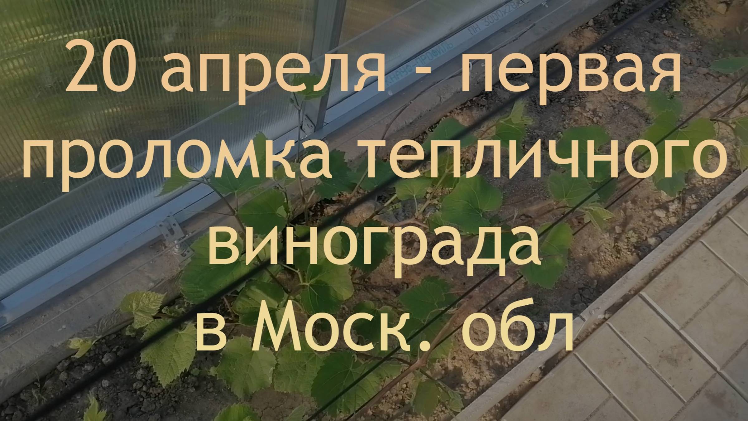 Первая проломка винограда в теплице. Разница между проломкой  в теплице и в открытом грунте.