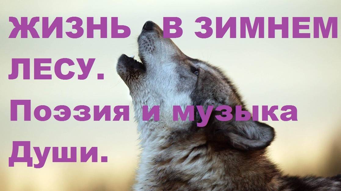 ЖИЗНЬ В ЗИМНЕМ ЛЕСУ. Автор стихотворения и видео А. Соколов. Музыка А. Вивальди ЗИМА.