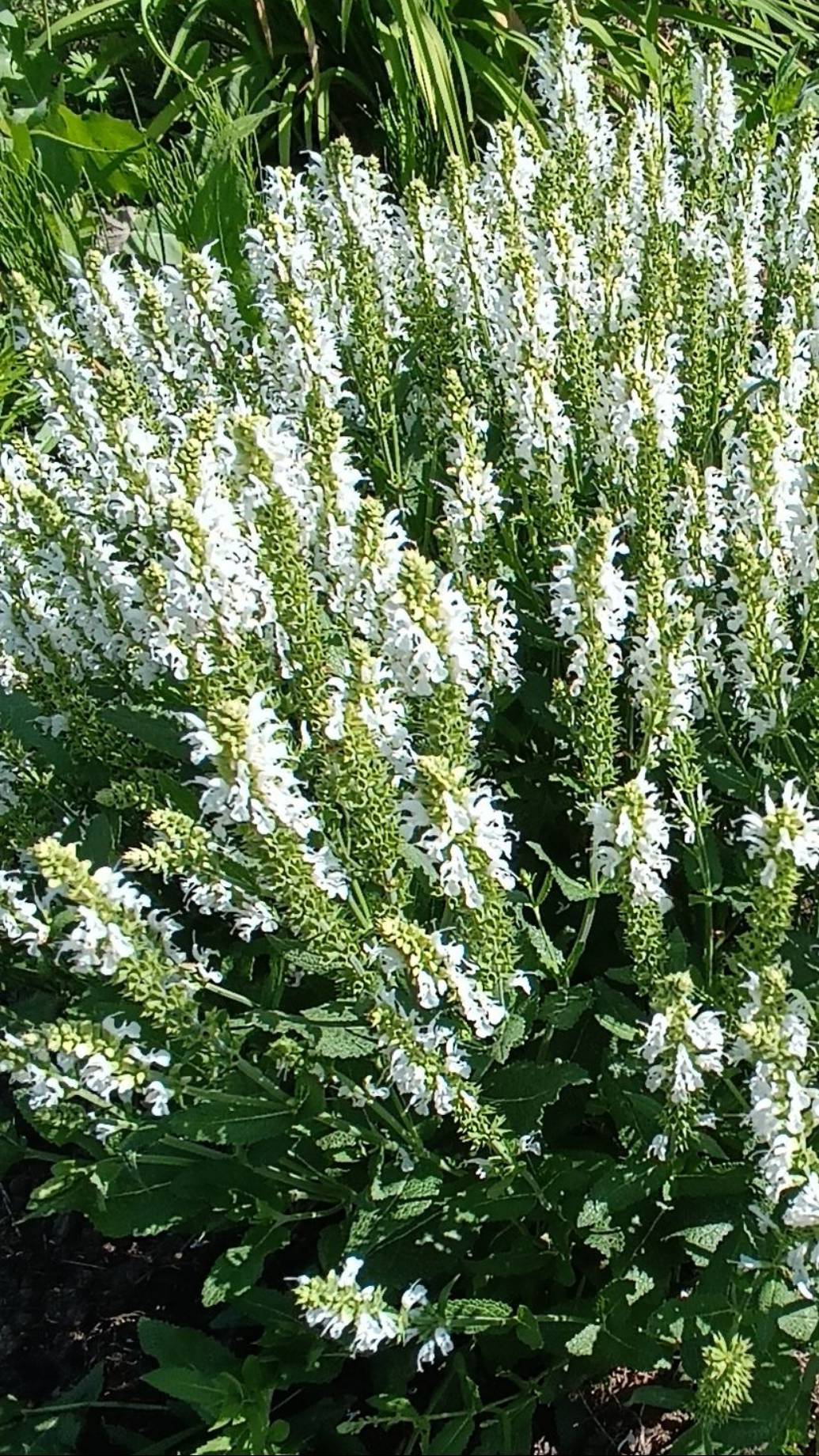 Шалфей дубравный Schneehügel