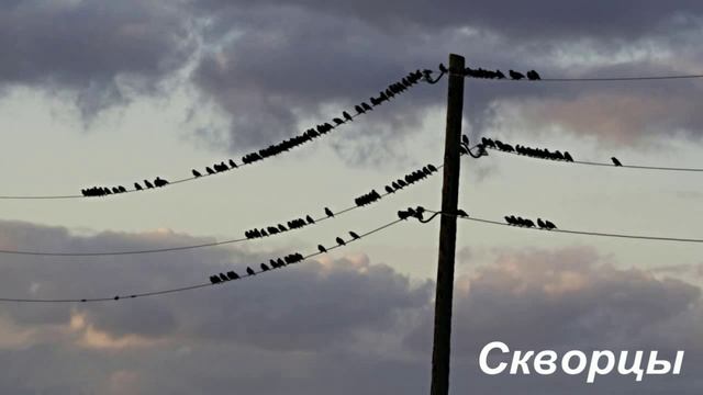 19. Скворцы