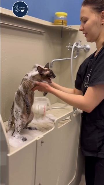 Как мыть кошку дома? Groomerpet.ru