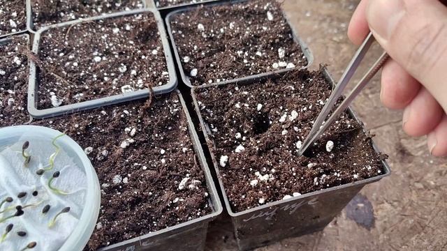 Сосна горная мугус выращивание из семян весна май 2024