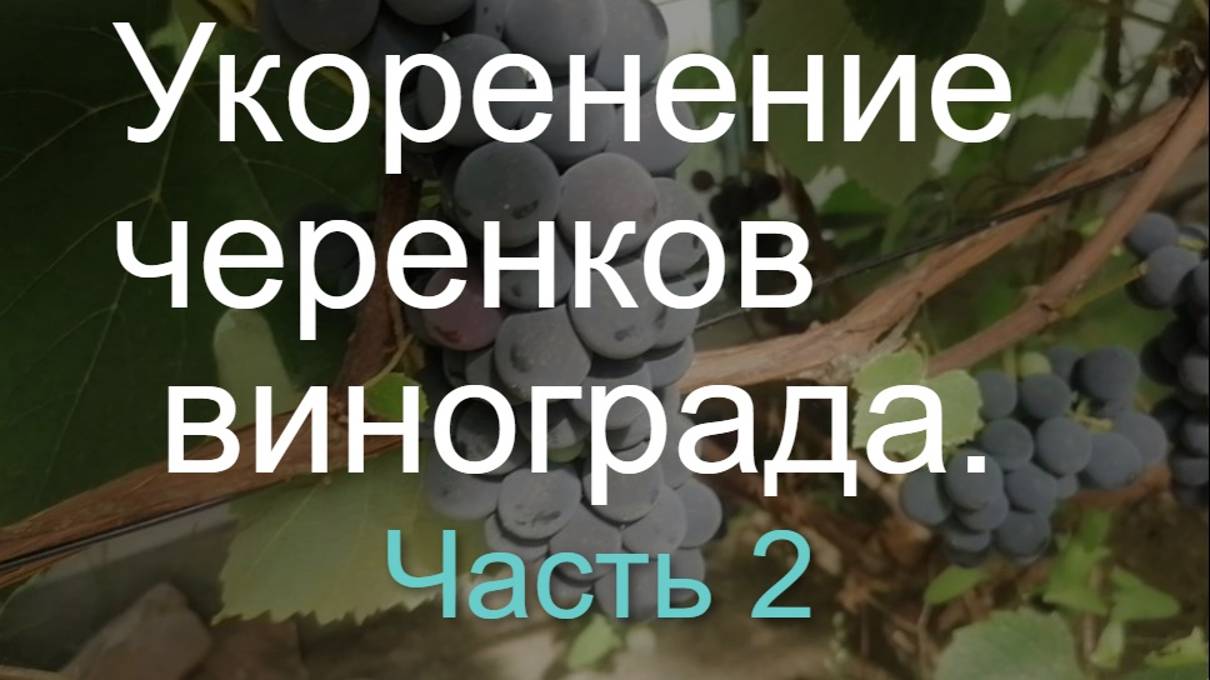 Как избежать ошибок при укоренении черенков "на воде".