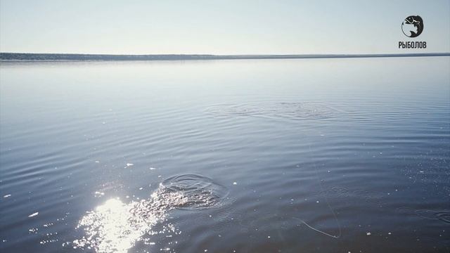 Самое обобщающее хобби - это рыбалка. Все ловят на канале «Рыболов»! Промо. Январь 2025