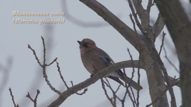"Гости бобровой реки"
4 серия - Очарование живой природы