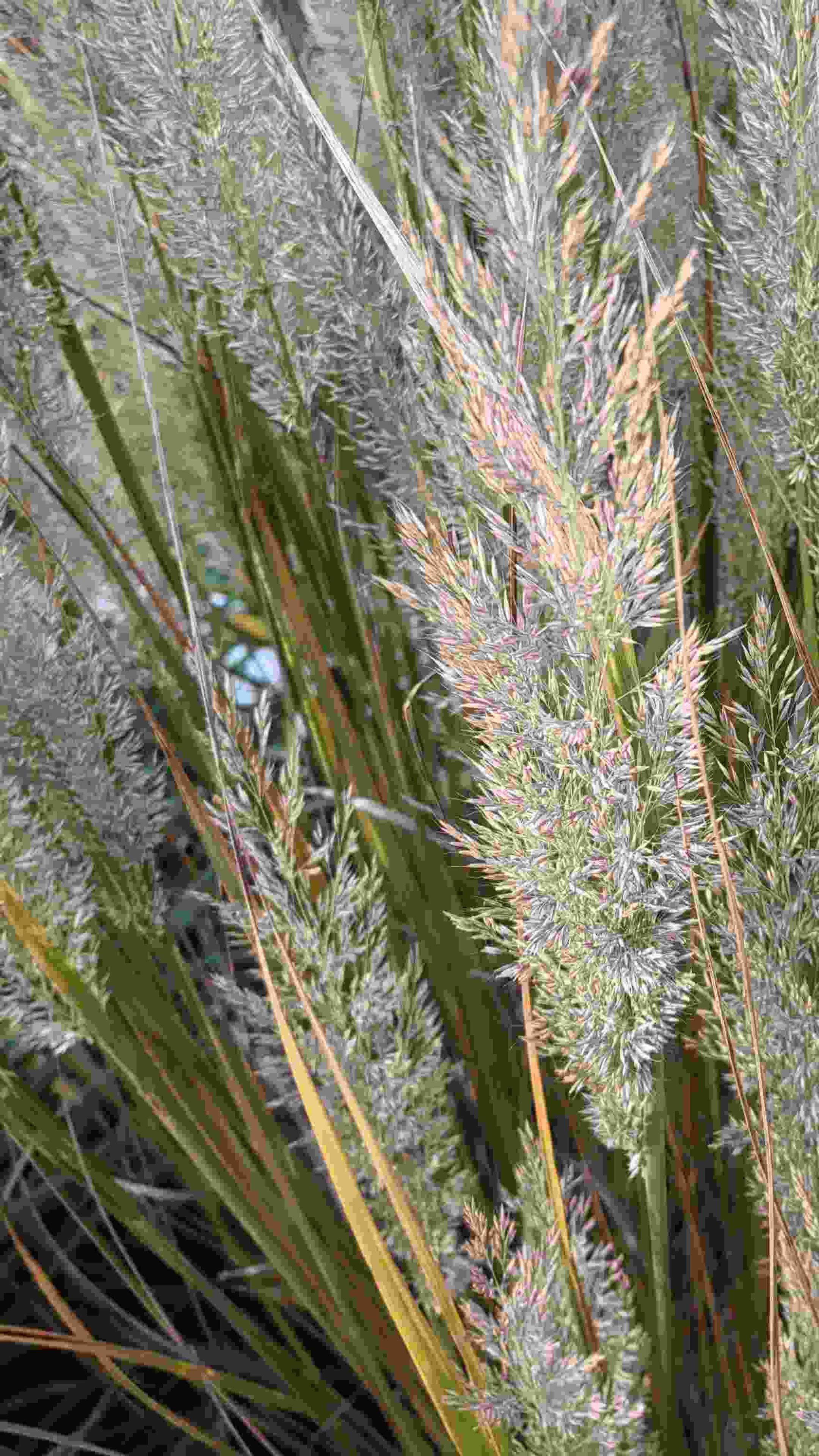 Вейник коротковолосистый