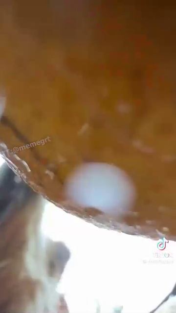 Золотистый ретривер ведет прямую трансляцию своей работы по сбору апельсинов