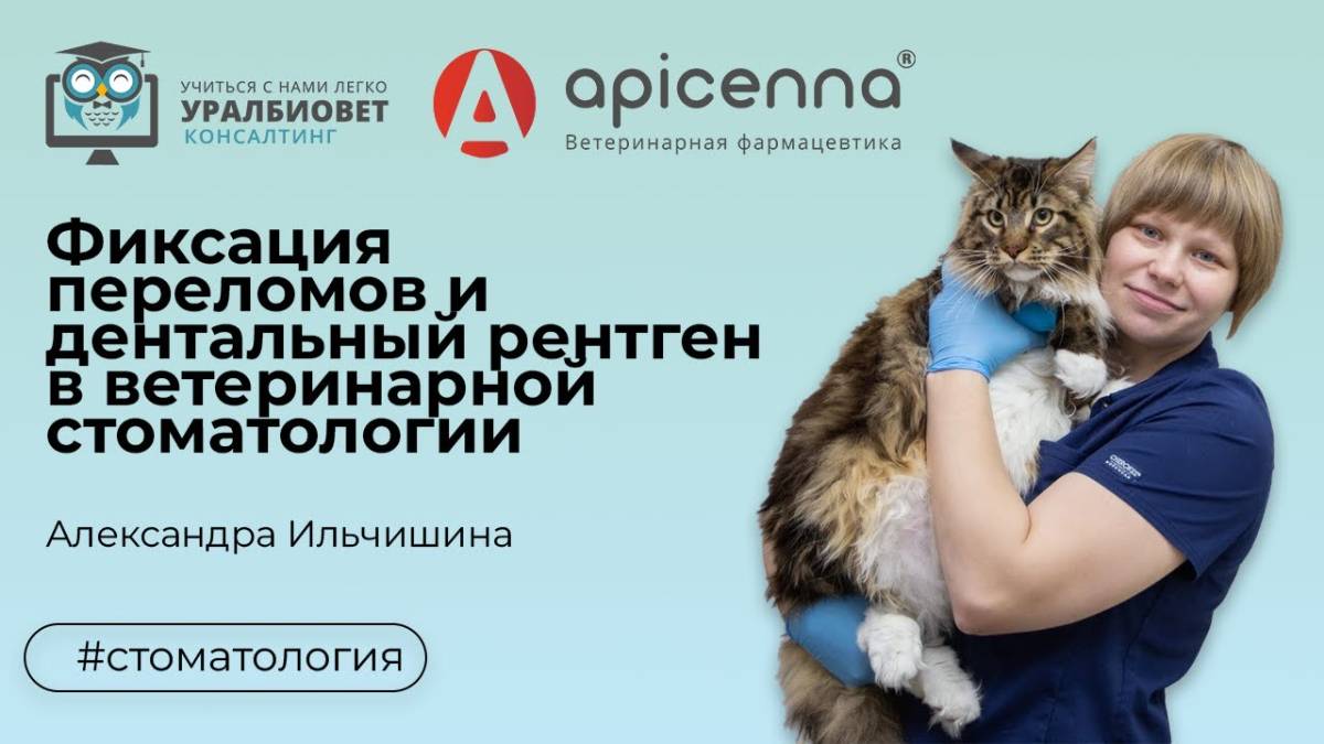 Фиксация переломов и дентальный рентген в вет.стоматологии, лектор А.Ильчишина #убвк_стоматология