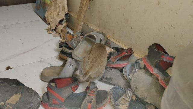 Игроки в ботинки