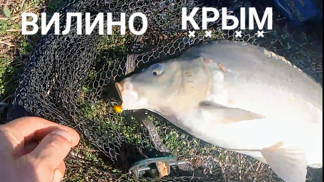 Рыбалка на карпа. Скифская деревня рыбалка.