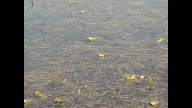 5. Озерные лягушки