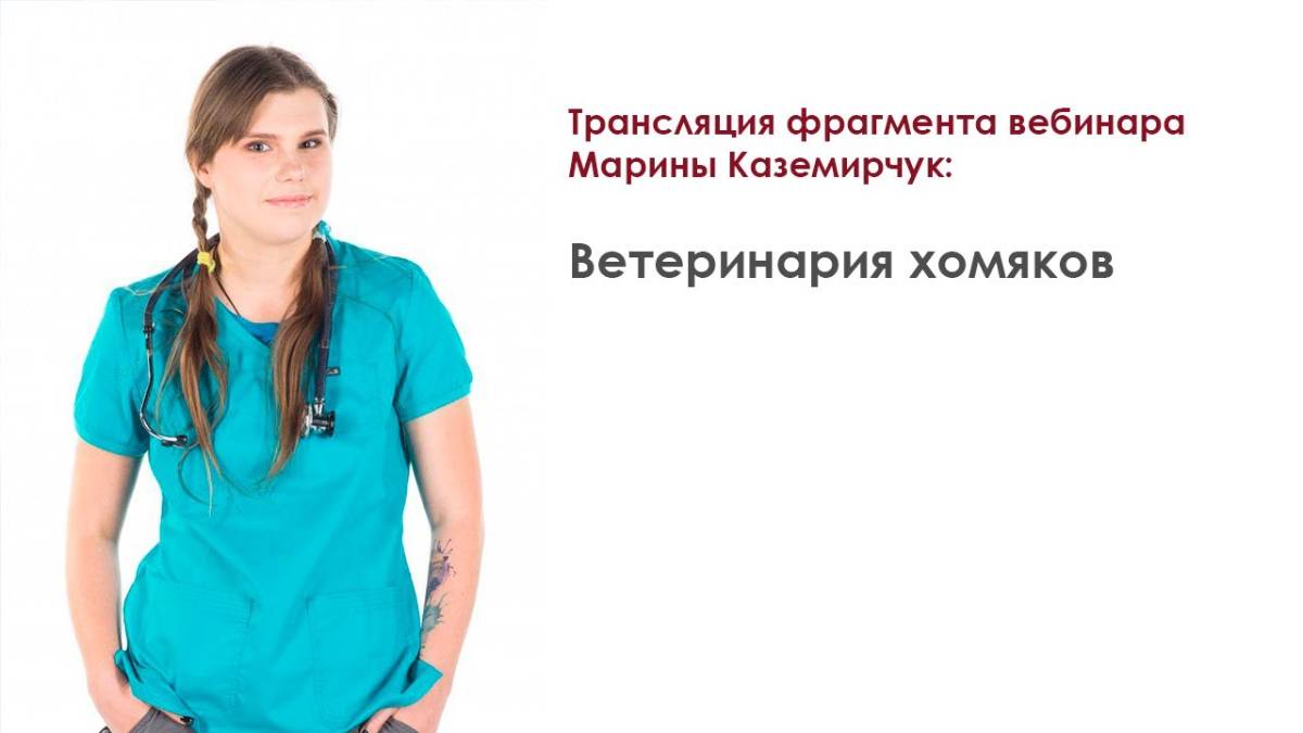Трансляция фрагмента интенсива Марины Каземирчук: “Ветеринария хомяков”