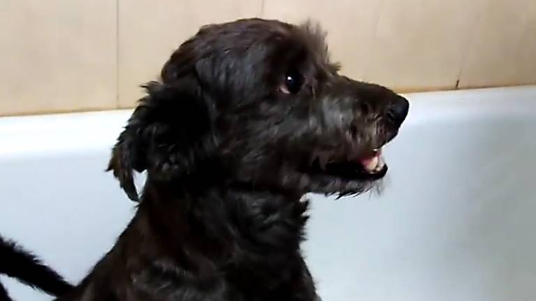 Часть 2. КАК МЫТЬ ЗЛУЮ СОБАКУ В ВАННЕ