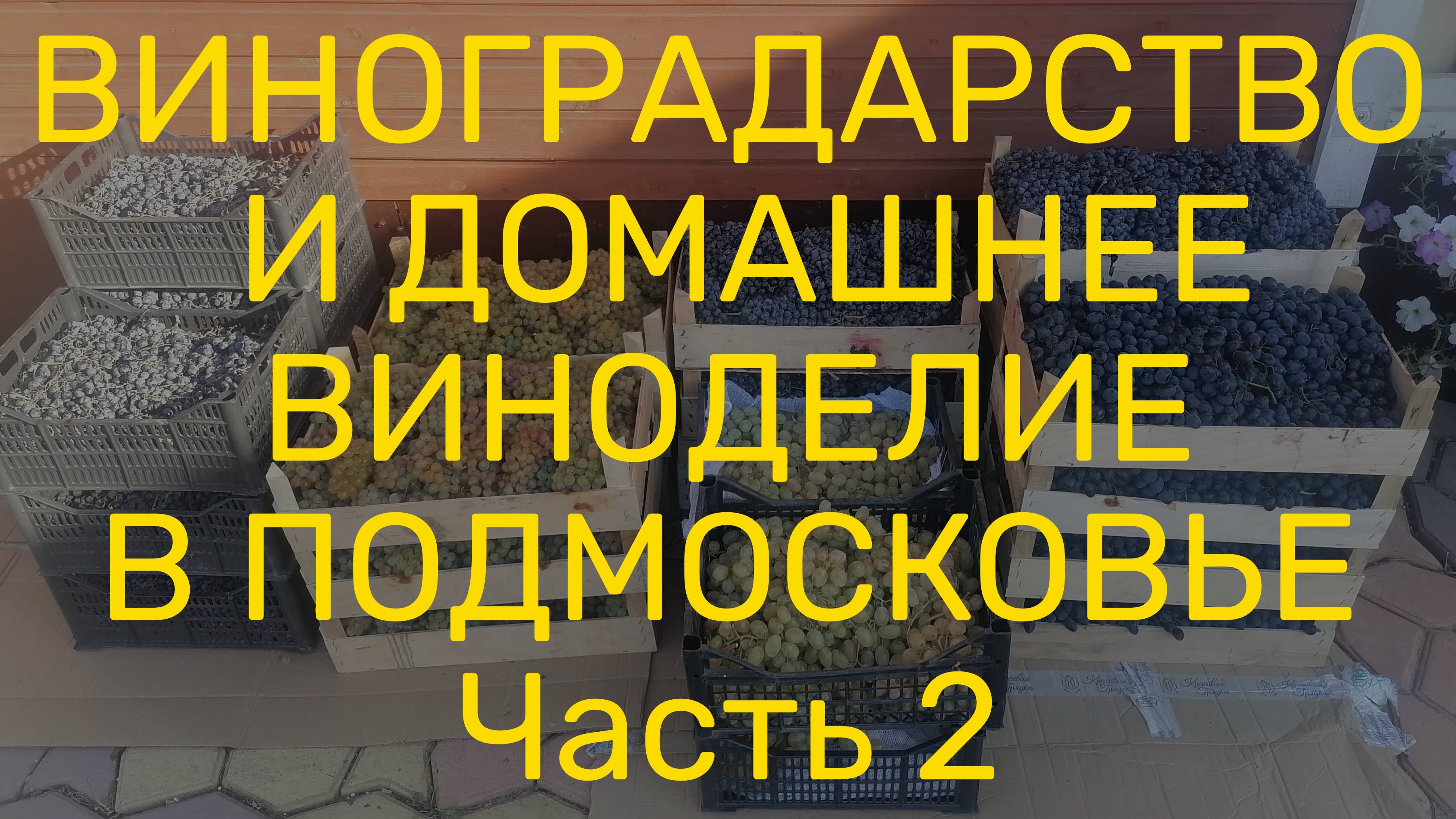 Где купить виноград для домашнего вина в Московском регионе.