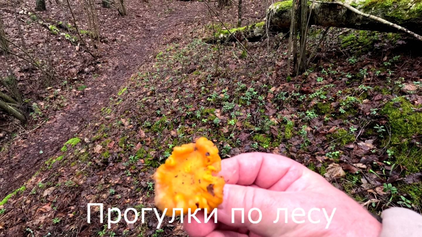 Прогулки по лесу. И на горке нашел три лисички.