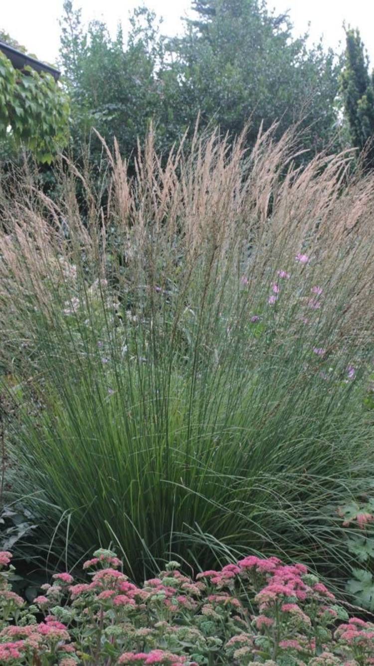 Молиния голубая осенью