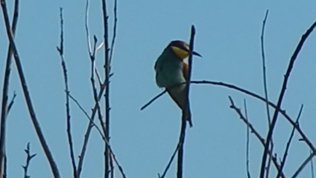 Золотистые щурки