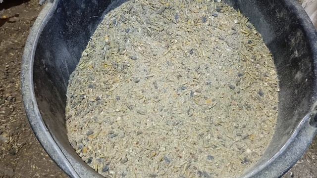 Готовим несушек к инкубации