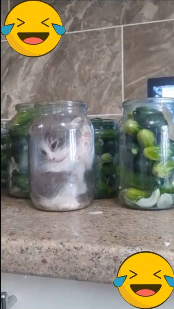 🤣 РЖАЛ ДО СЛЁЗ! 😂 ЛУЧШАЯ ПОДБОРКА ПРИКОЛОВ С КОТАМИ 🤣