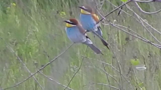 Золотистые щурки (1)