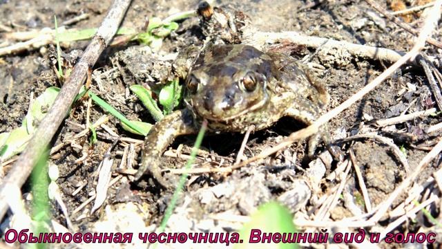 7. Чесночница