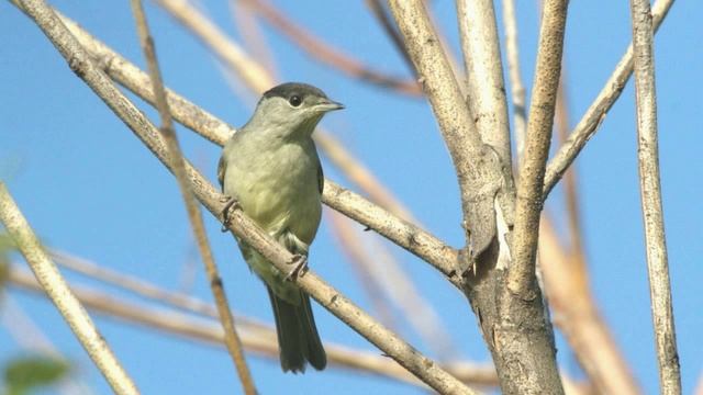 11. Черноголовка