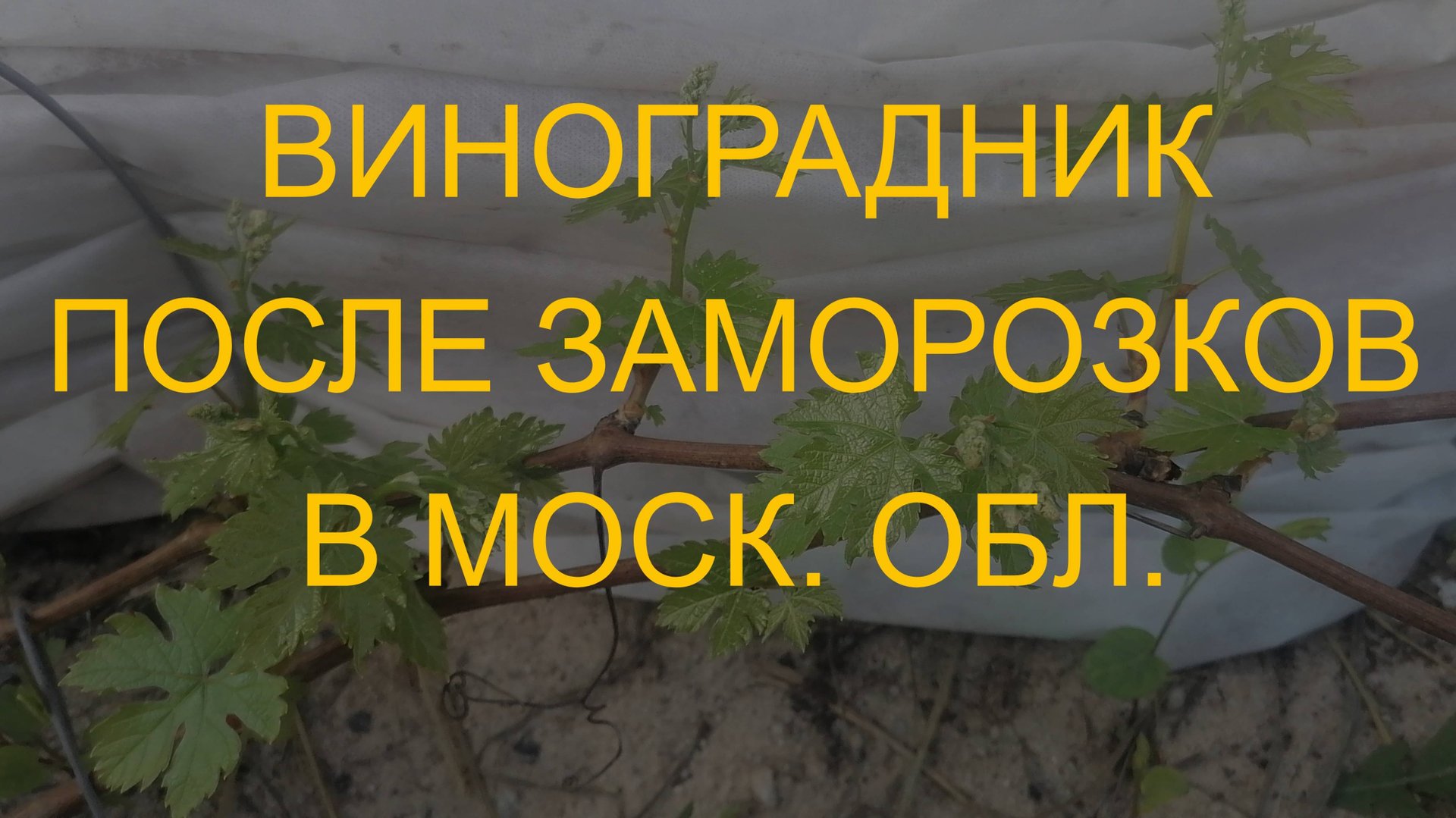 Как перенес виноград возвратные заморозки под укрытием геотекстилем и спанбондом в 2024 г.