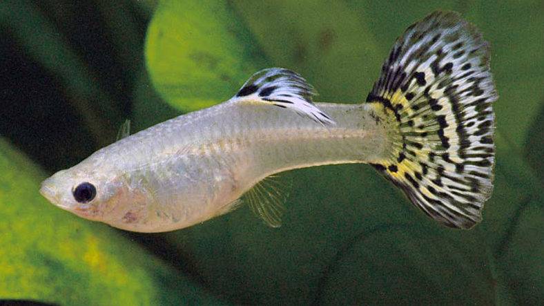 Аквариум для начинающих Мутная жесткая или мягкая вода в аквариуме. Решение проблемы