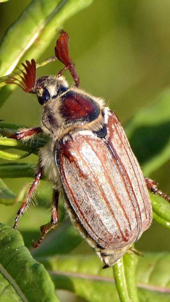 Поход на майского жука )