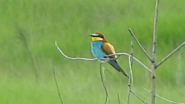 Золотистый щурок (1)