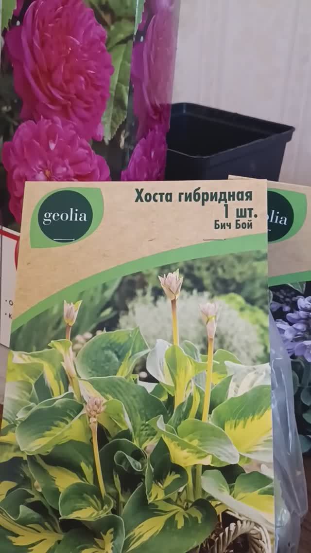 обзор многолетников для сада