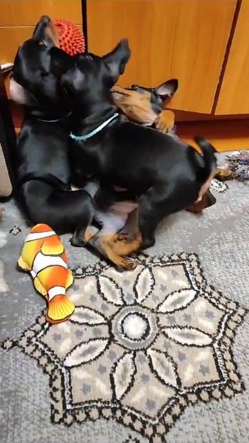 Джонни в своем прайде